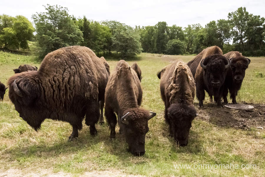 10 Unforgettable Things To Do This Summer In Nebraska (2024) – Oh My! Omaha