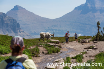 12 Easy Trails At Glacier National Park – Oh My! Omaha